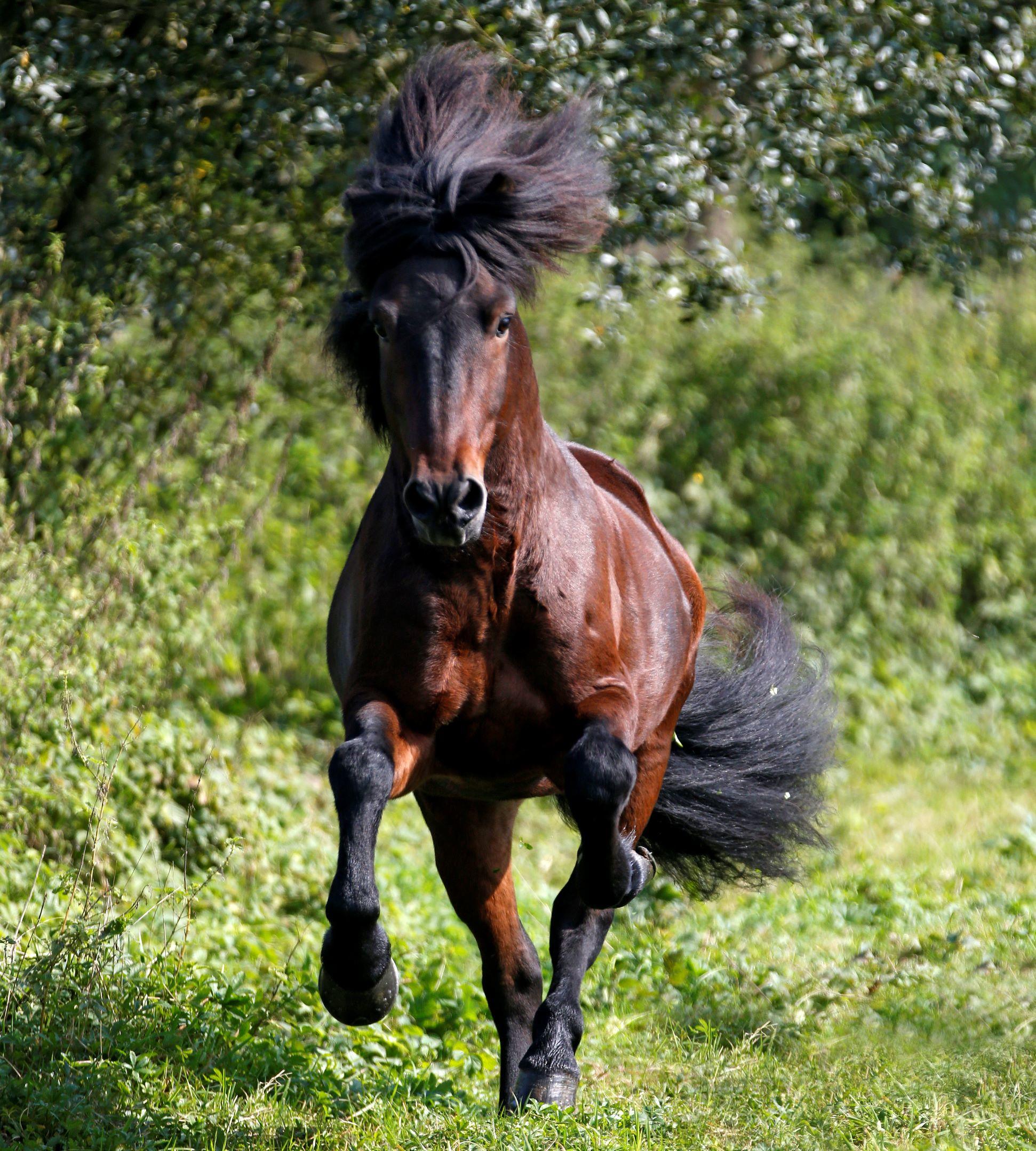 Das Islandpferd